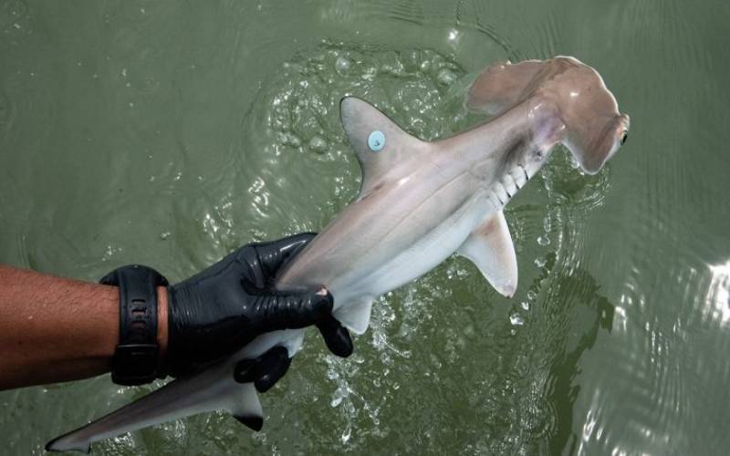 Costa Rica impulsa pagos marinos para proteger el tiburón martillo - CB24
